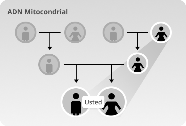 Linaje Materna | Genera